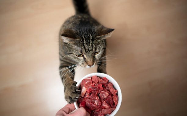 Vers vlees menu voor kat zelf bereiden - Natuurlijke voeding - De ...